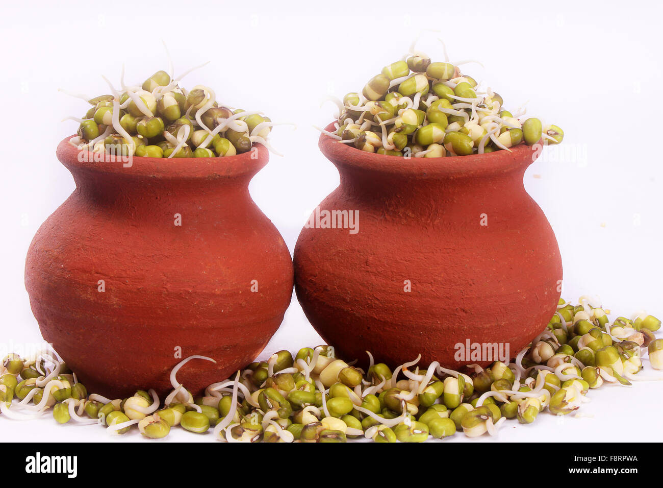 Hydroponically grown mung bean sprouts on pot with wooden backdrop for ...