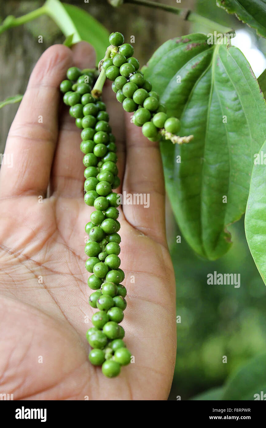 Peppercorn,Pepper,Male hand holding green pepper Stock Photo - Alamy