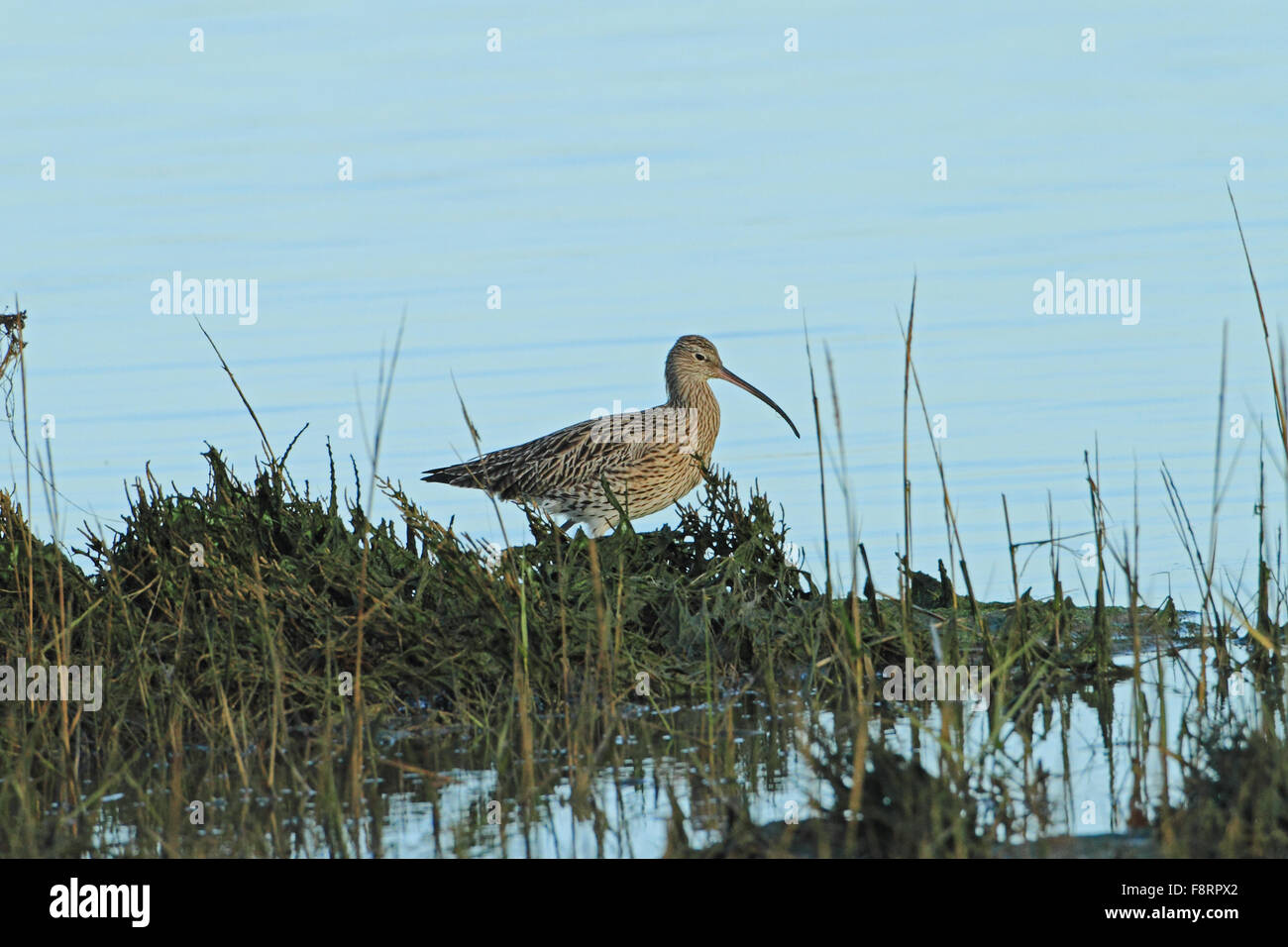 Curlew (Numenius arquata Stock Photo - Alamy