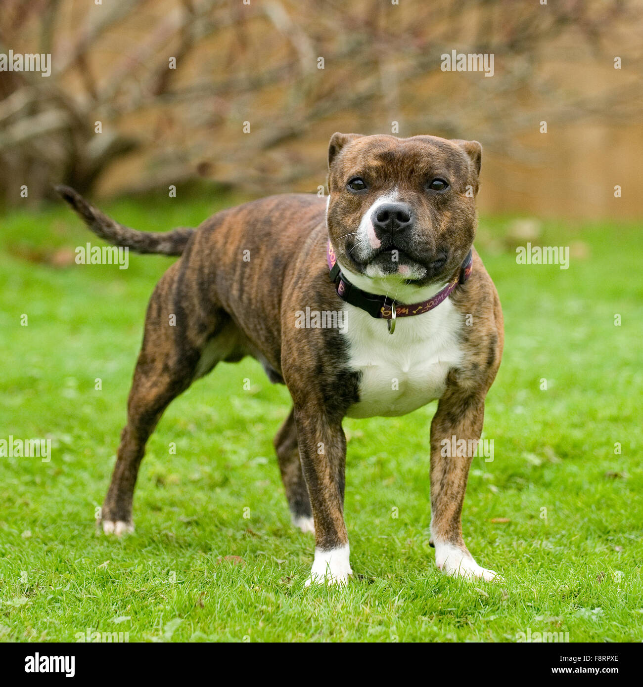 Brindle terrier hi-res stock photography and images - Alamy