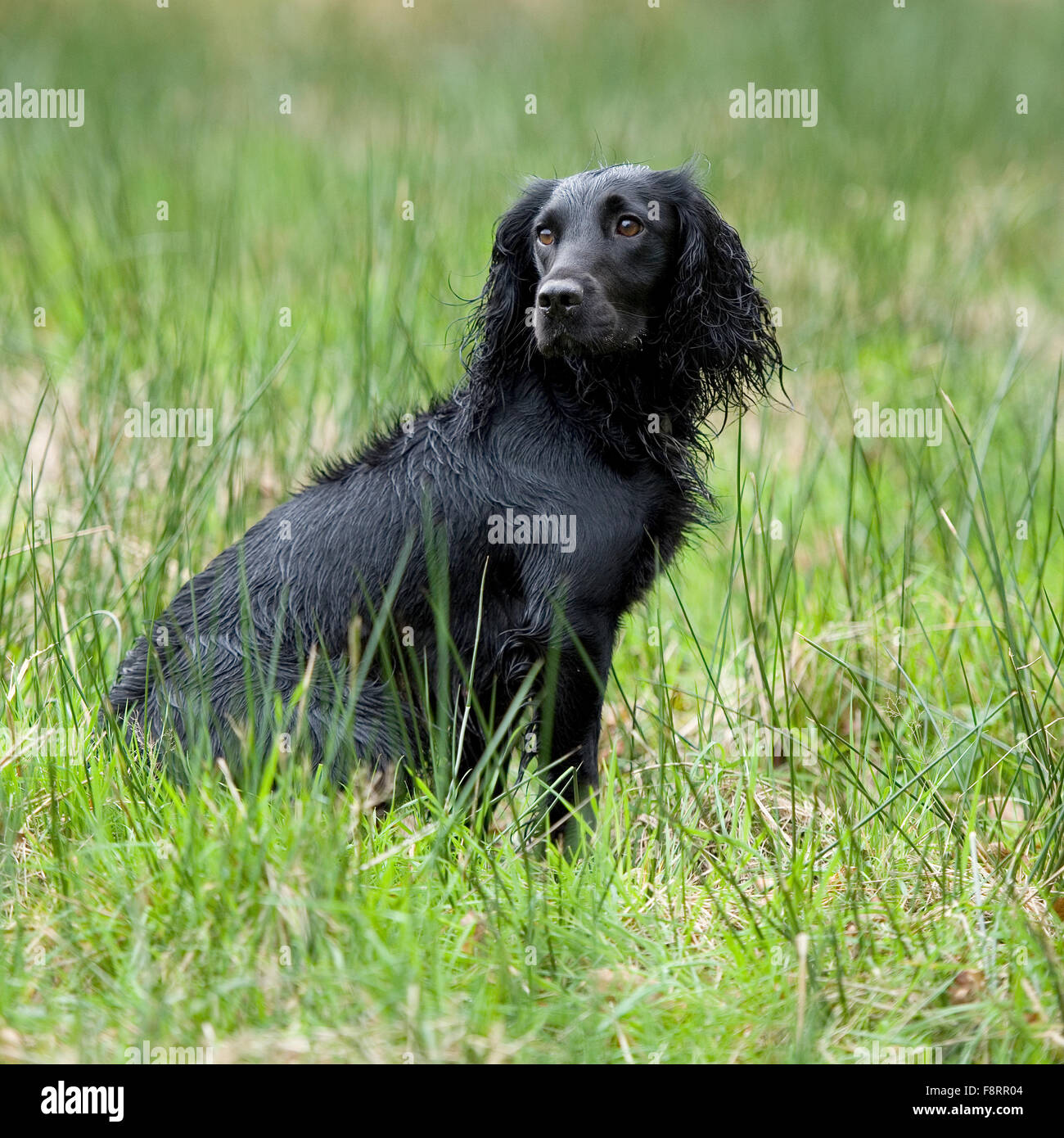 working cocker spaniel Stock Photo - Alamy