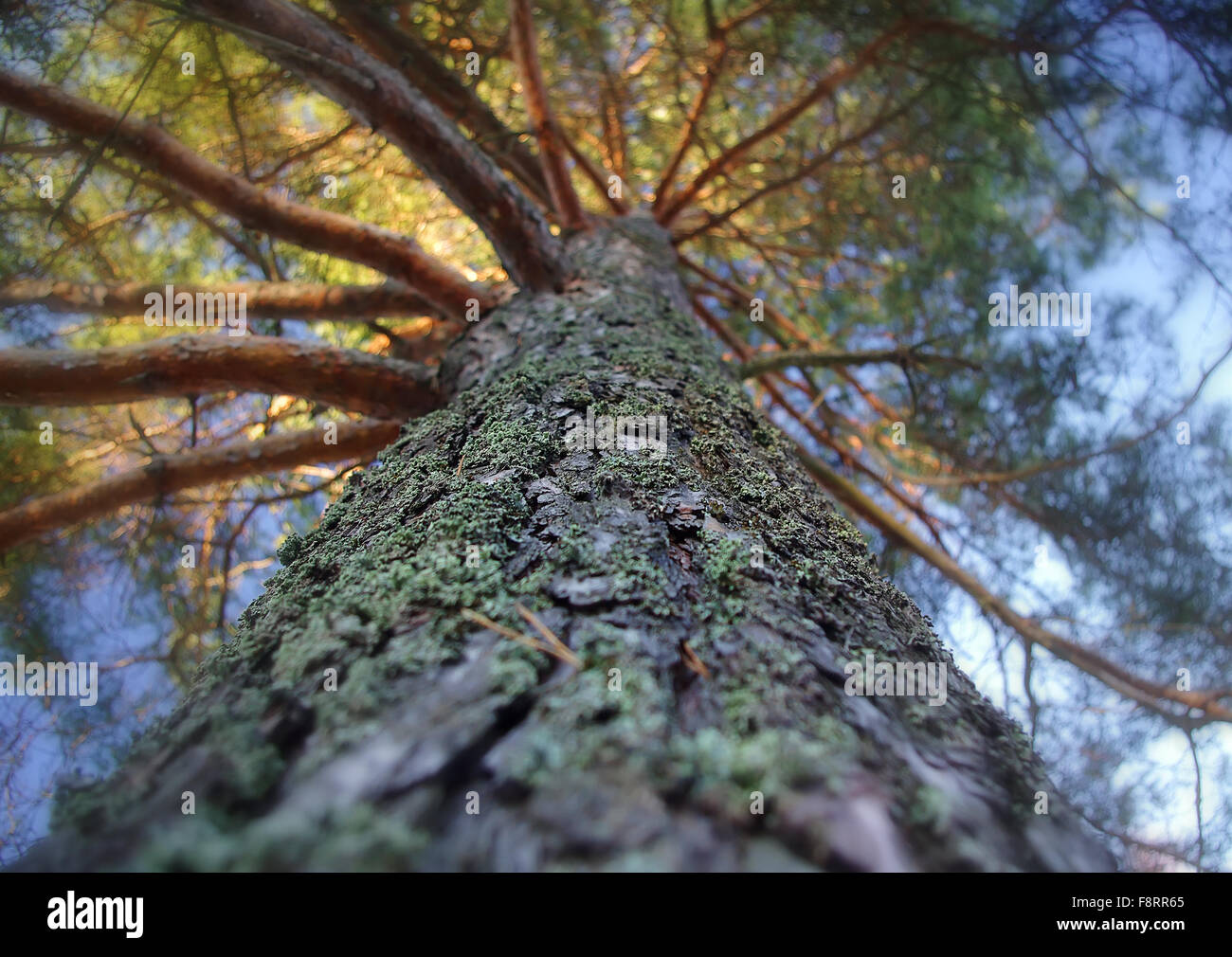 Crone of tree hi-res stock photography and images - Alamy