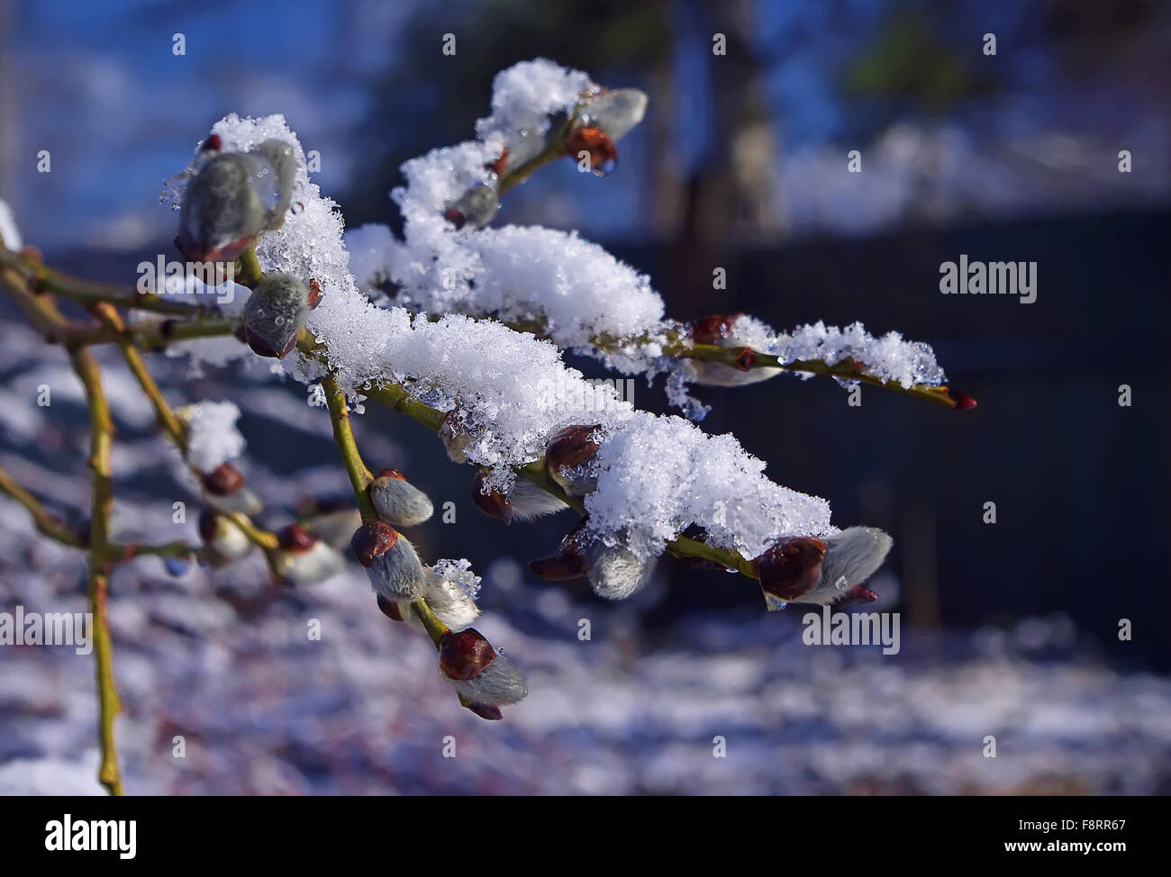 Arctic Willow In Snow