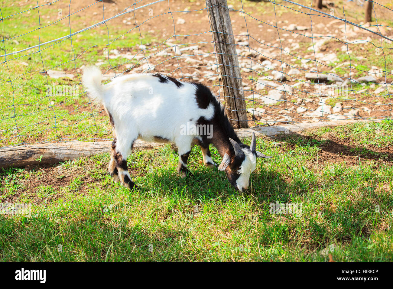 Nice fauna hi-res stock photography and images - Alamy