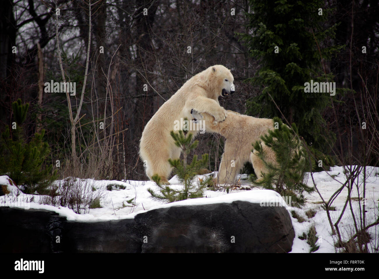 Two polar bears playing together in winter with snow, zoo of Hannover ...