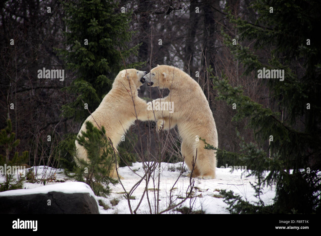 Two polar bears playing together in winter with snow, zoo of Hannover ...