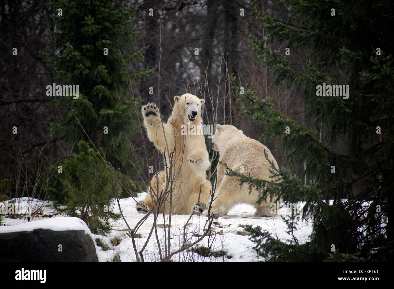 Two polar bears ursus hi-res stock photography and images - Alamy