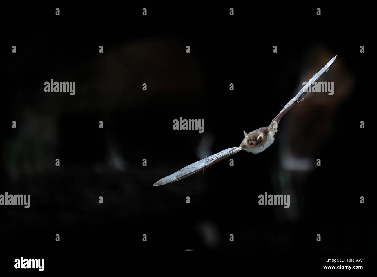 Natterer's bat Myotis nattereri flying in cave Stock Photo - Alamy