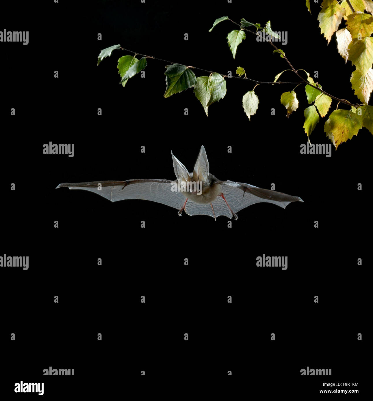 Plecotus hi-res stock photography and images - Alamy