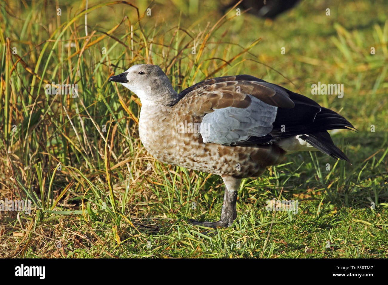 Blue-winged Goose (Cyanochen cyanoptera Stock Photo - Alamy Blue-winged Goose (Cyanochen cyanoptera Stock Photo - Alamy