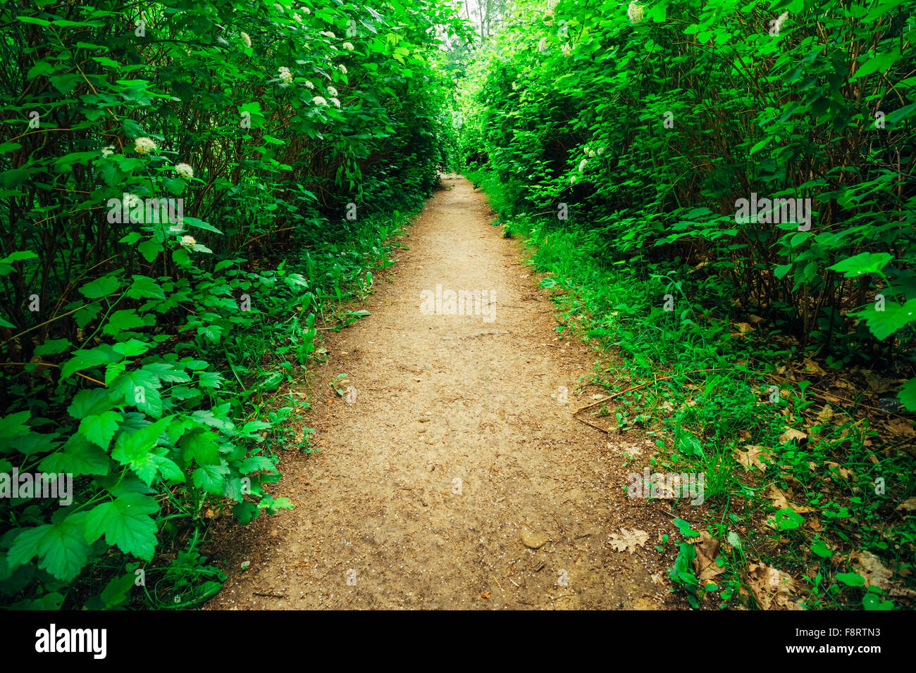Green bushes hi-res stock photography and images - Alamy