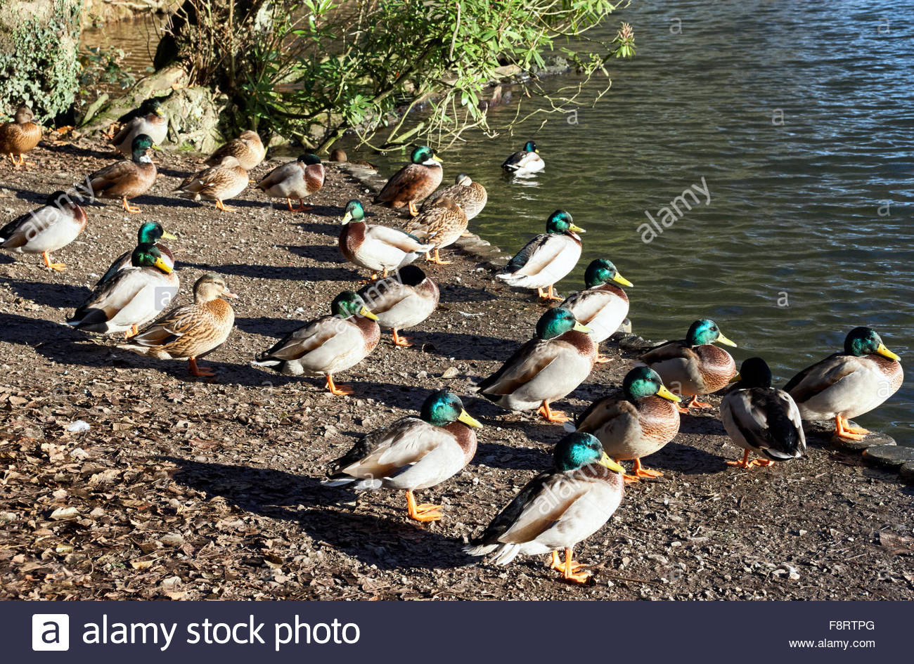 Mallard Ducks On Land Stock Photos & Mallard Ducks On Land Stock Images ...
