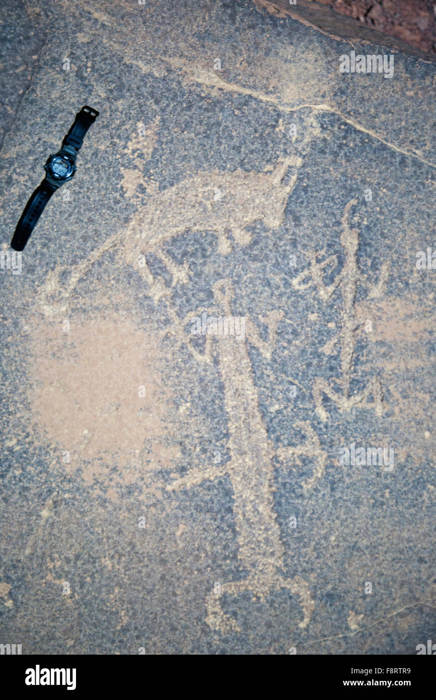 Petroglyphs carved in to rock in the Northern Hijaz area of Saudi ...