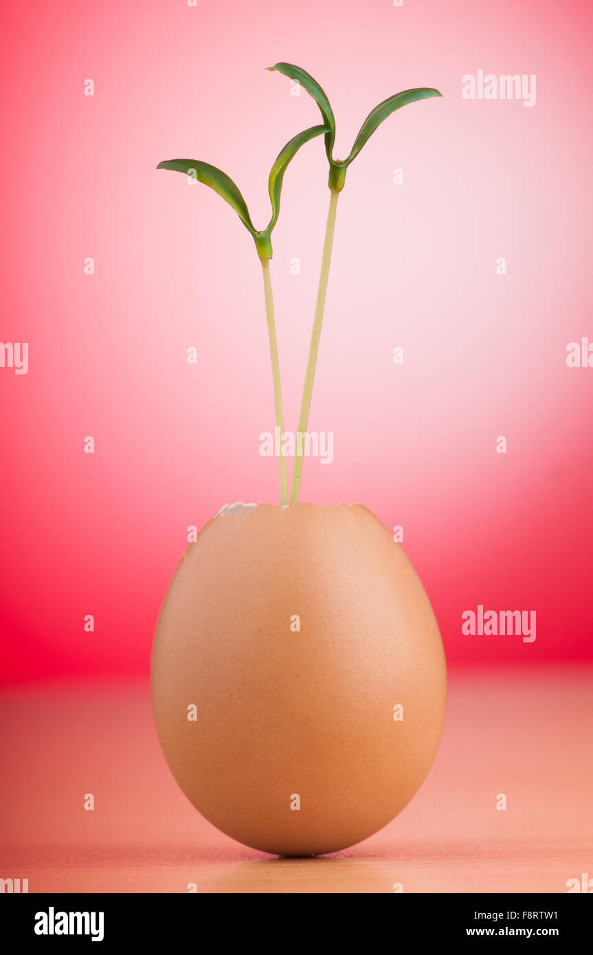Eggs with green seedling in new life concept Stock Photo - Alamy