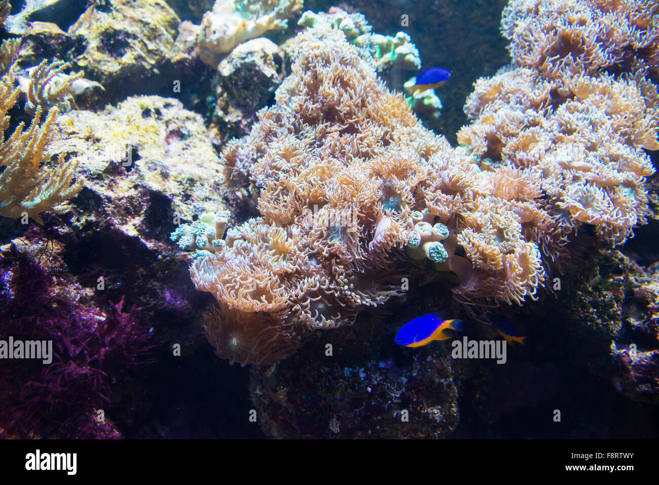 Tropical fish under the water Stock Photo - Alamy