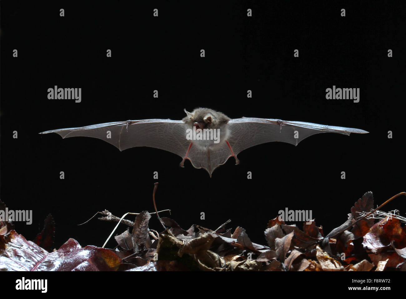 Natterer's bat Myotis nattereri in flight Stock Photo - Alamy