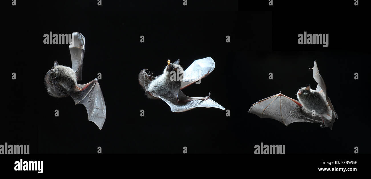 Myotis mystacinus catching insect hi-res stock photography and images ...