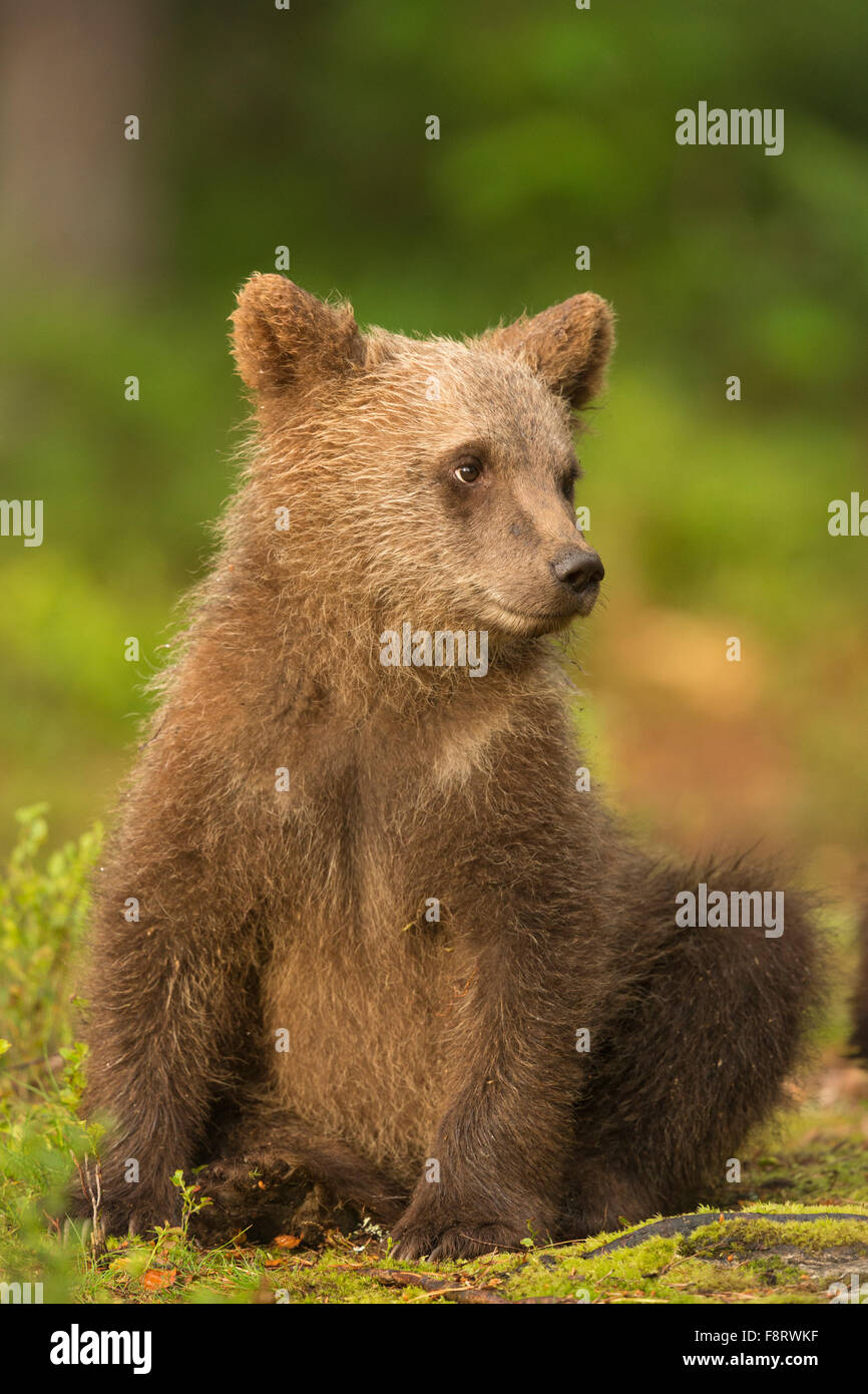 European brown bear cubs hi-res stock photography and images - Alamy