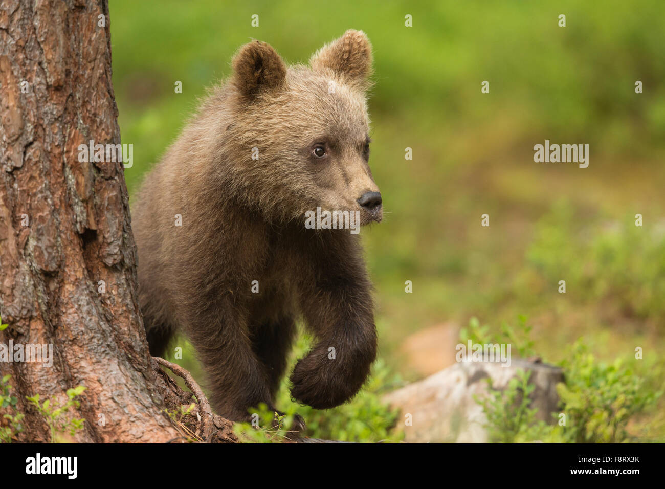 European brown bear cubs hi-res stock photography and images - Alamy