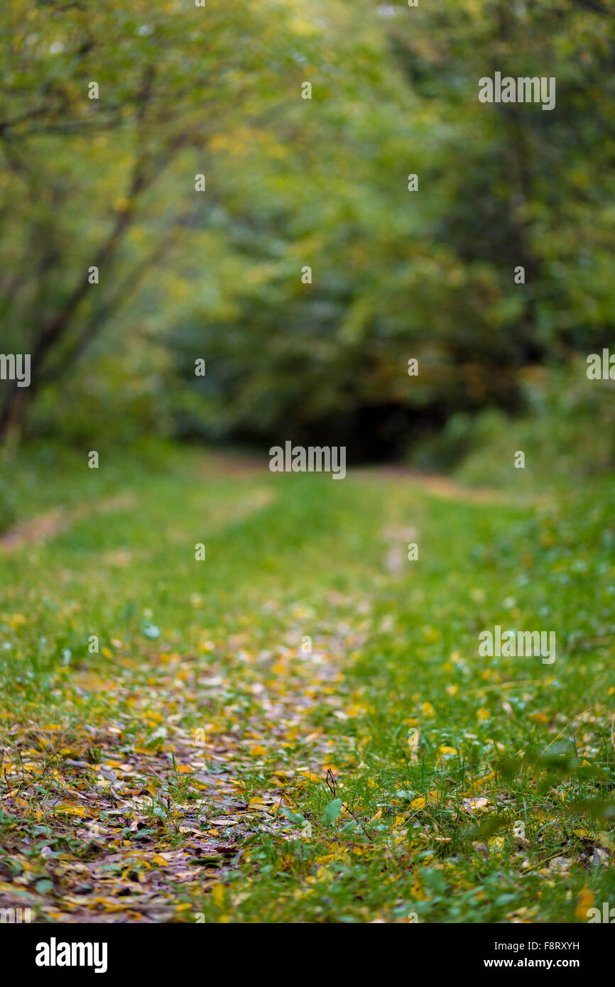 Pathway through bright autumn hi-res stock photography and images - Alamy