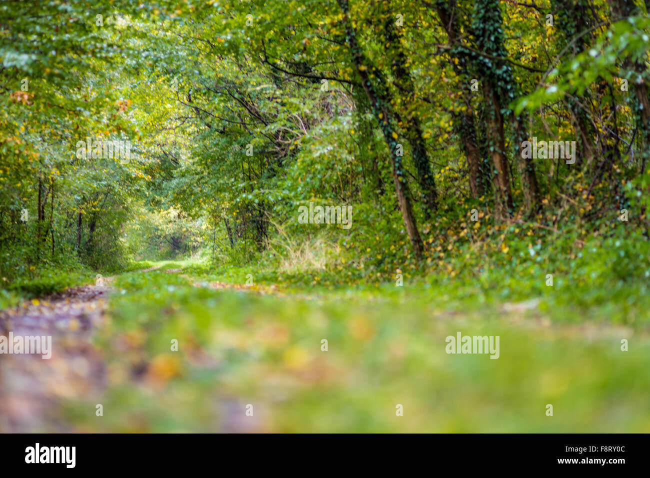 Pathway through bright autumn hi-res stock photography and images - Alamy
