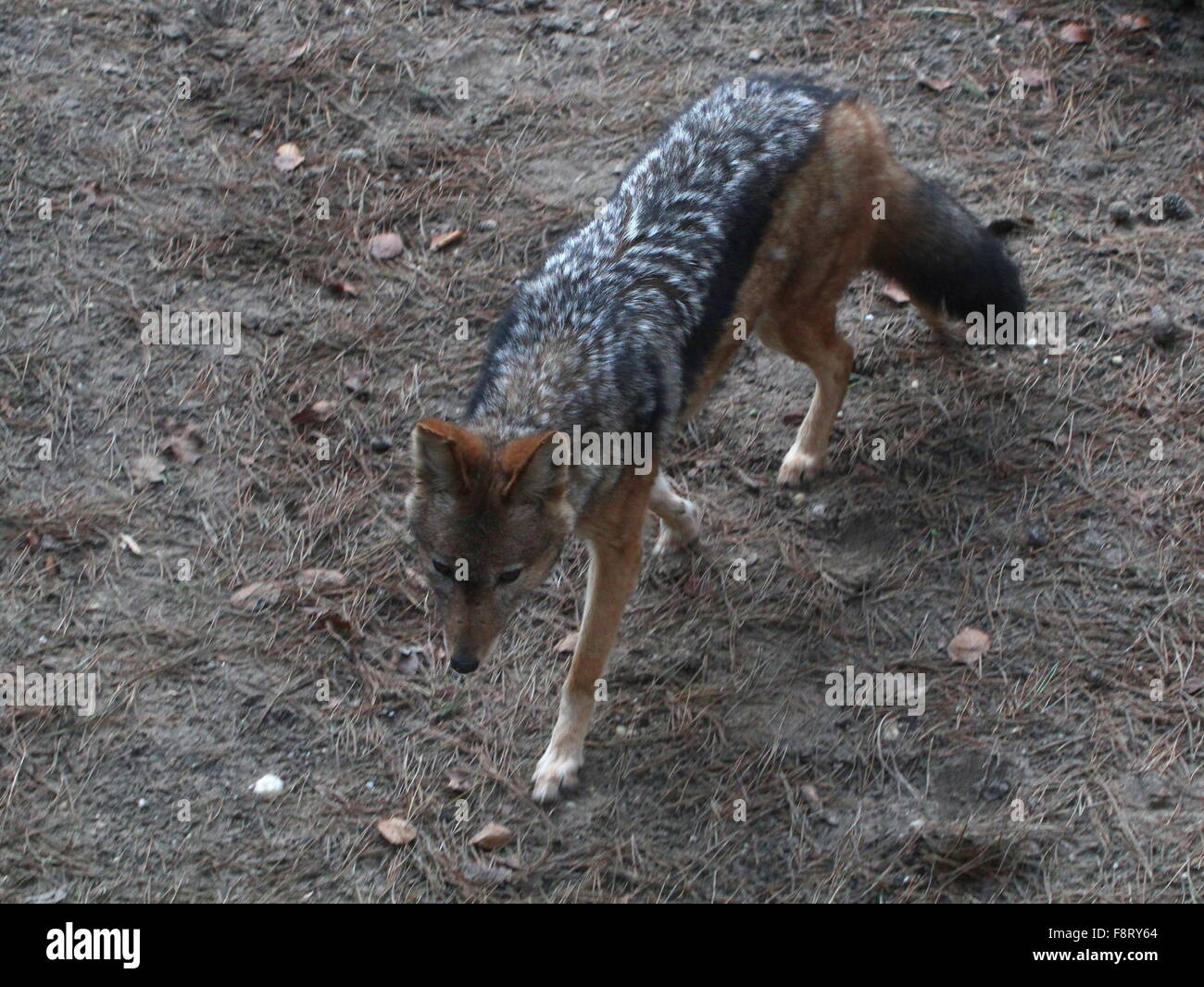 South African Back backed Jackal (Canis mesomelas), a.k.a. Silver ...
