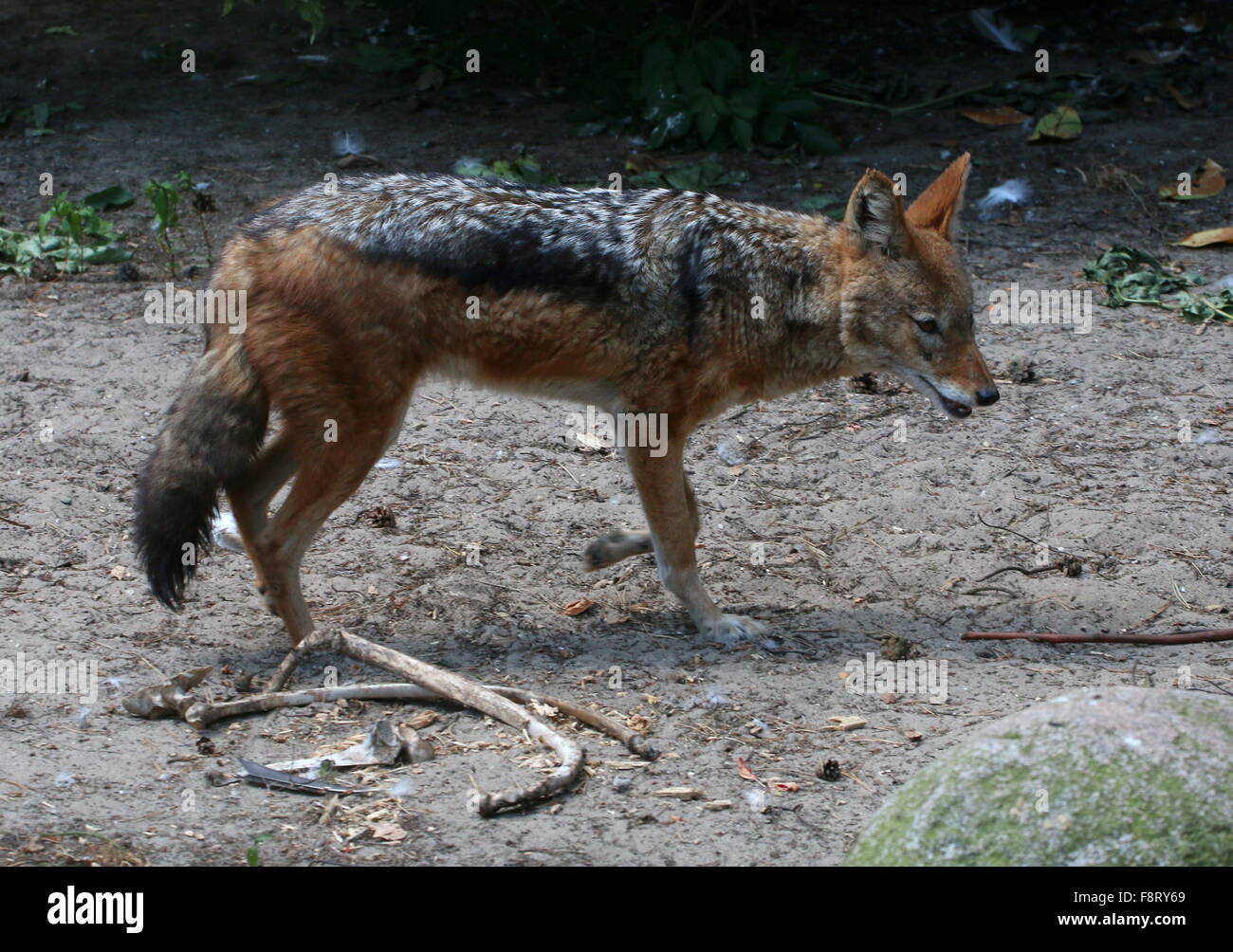 South African Back backed Jackal (Canis mesomelas), a.k.a. Silver ...