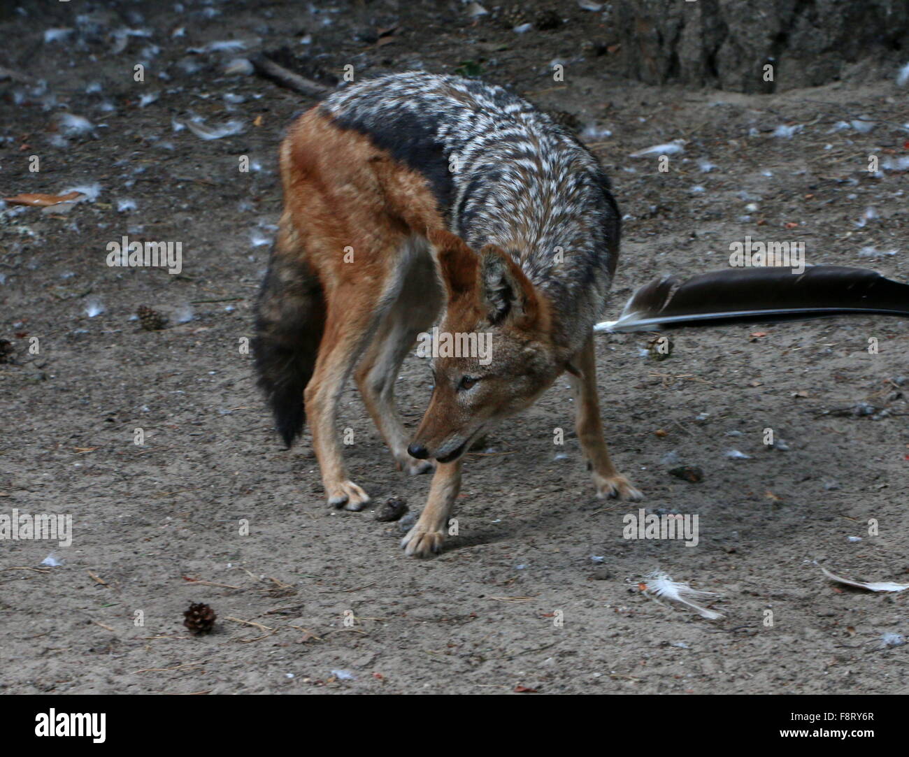 South African Back backed Jackal (Canis mesomelas), a.k.a. Silver ...