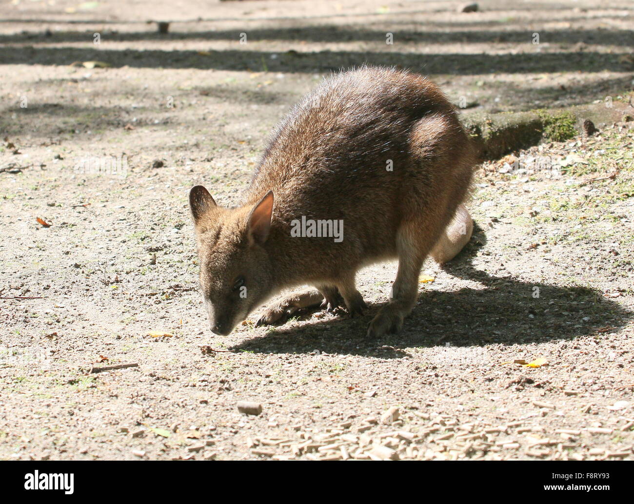 Feeding Australian Parma wallaby, (Macropus parma), native to New South ...