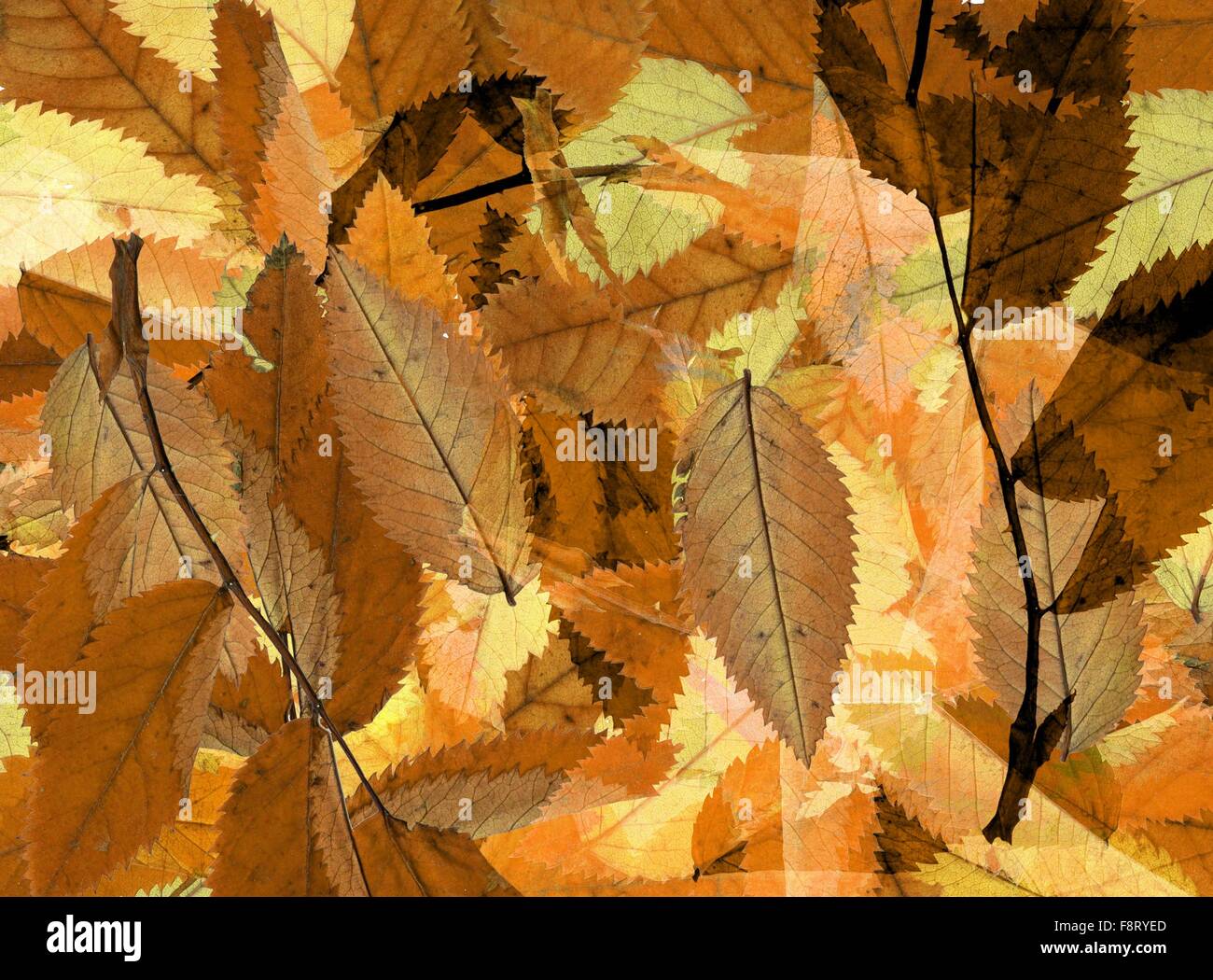 Carpet of leaves Stock Photo - Alamy