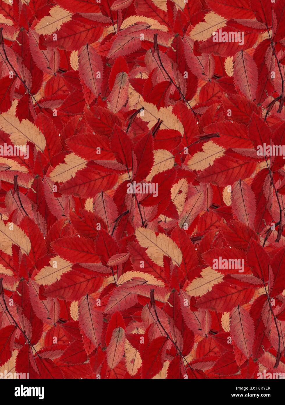 Carpet of leaves Stock Photo - Alamy