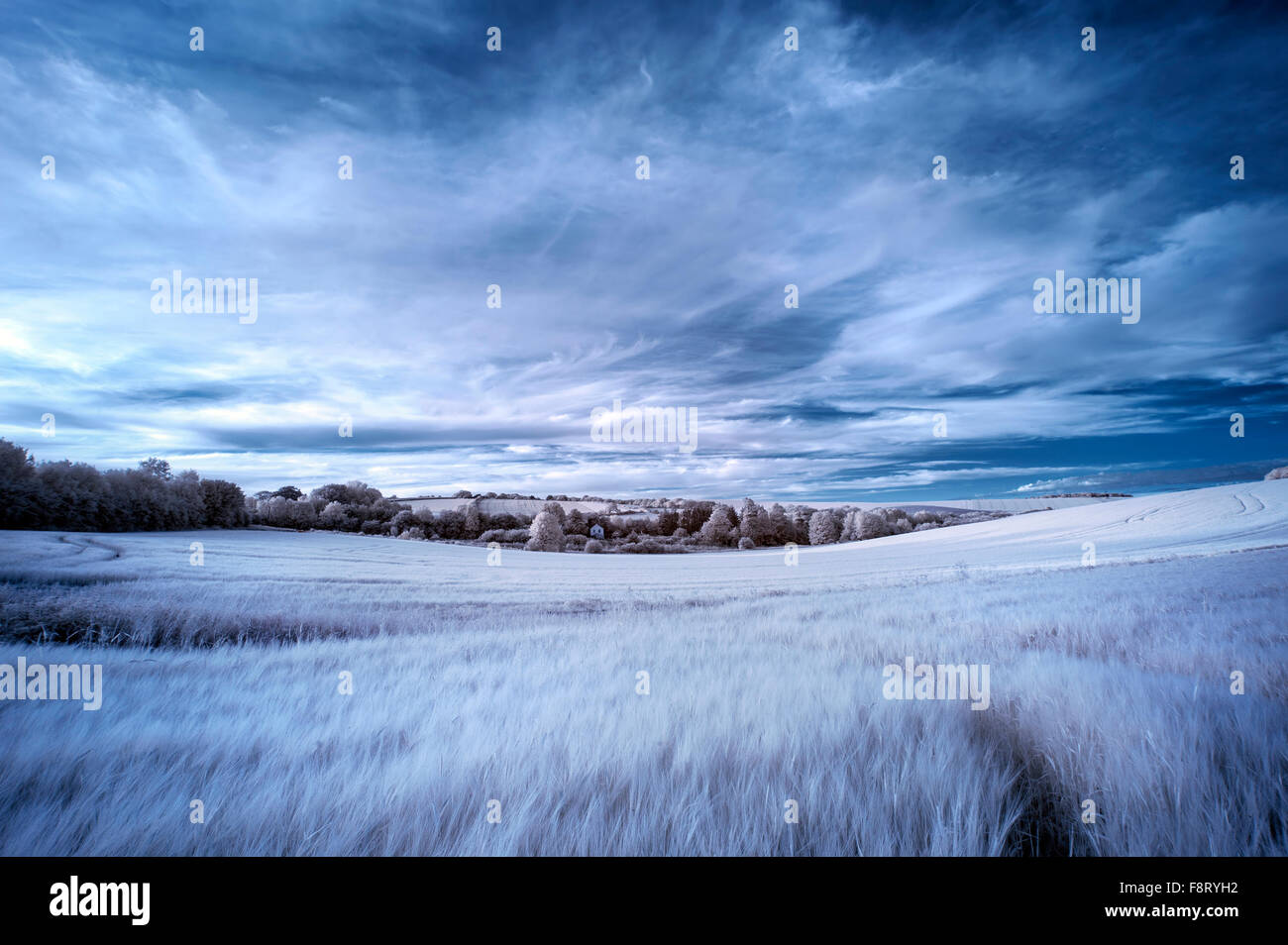Surreal false color infrared Summer landscape over agricultural fields ...