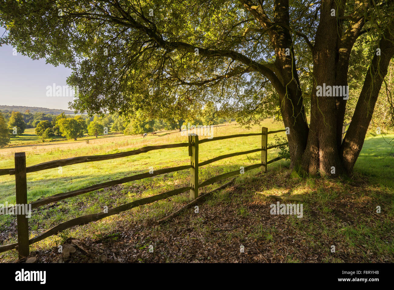 English landscape plants hi-res stock photography and images - Alamy