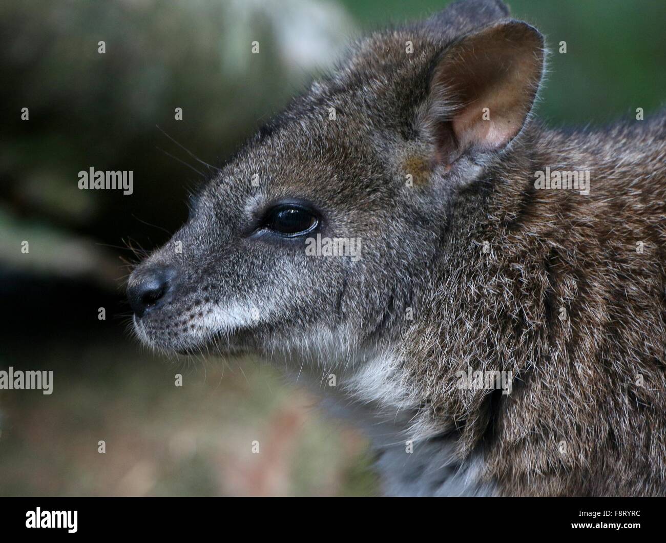 Australian Parma wallaby, (Macropus parma), native to New South Wales ...