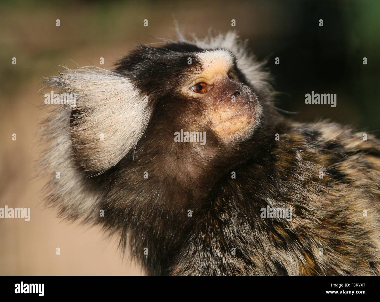 Common marmoset callithrix jacchus hi-res stock photography and images ...