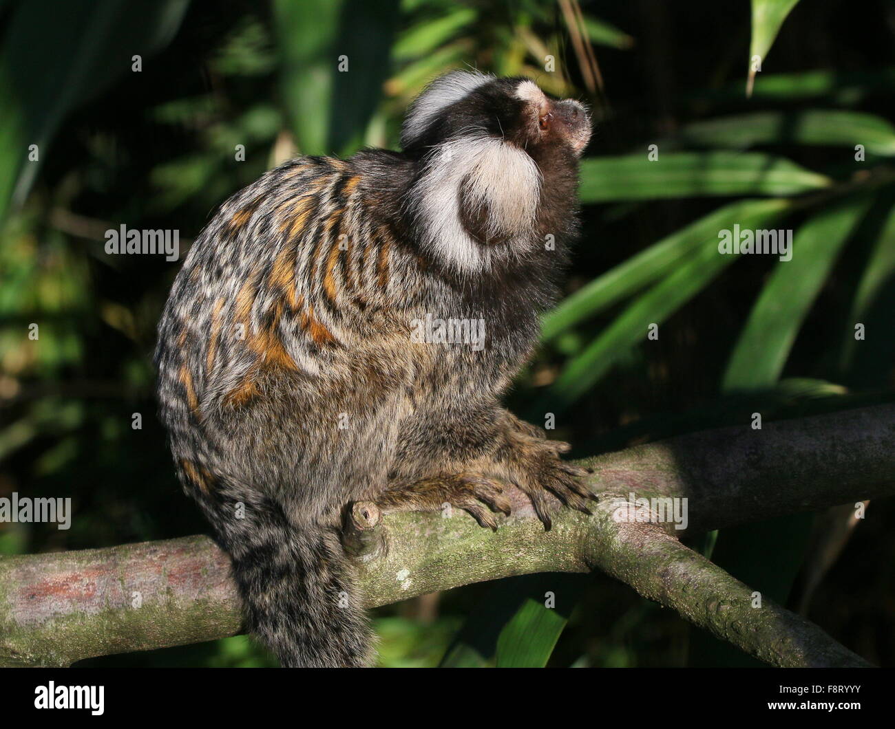 Penseelaapje hi-res stock photography and images - Alamy