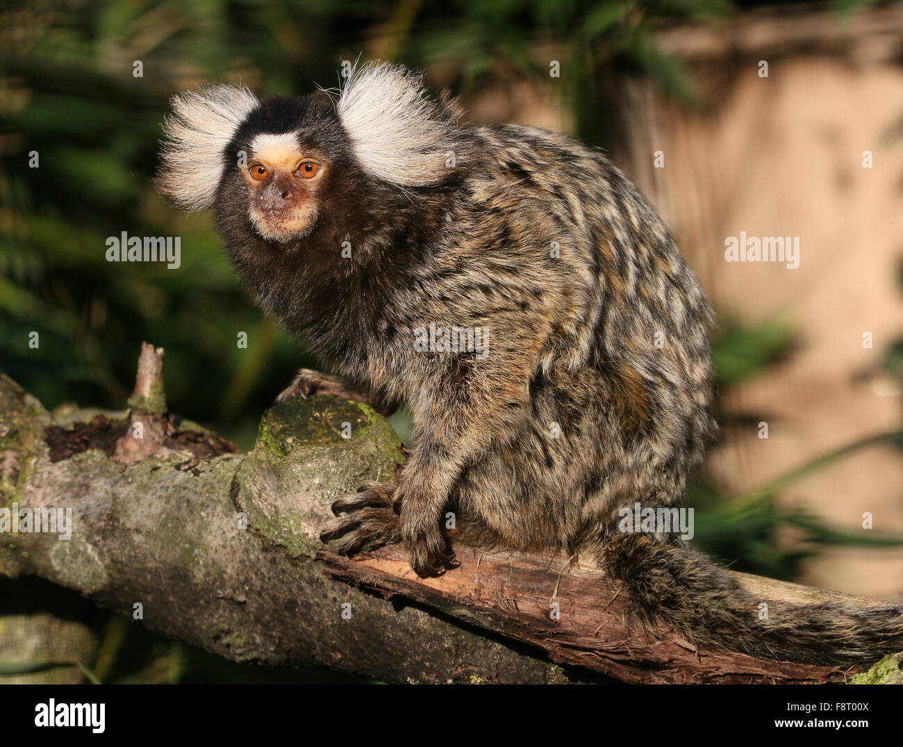 South American Common marmoset (Callithrix jacchus), native to the ...