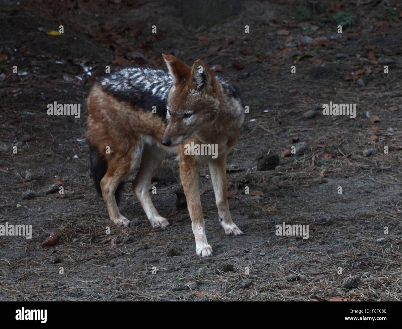 South African Back backed Jackal (Canis mesomelas), a.k.a. Silver ...