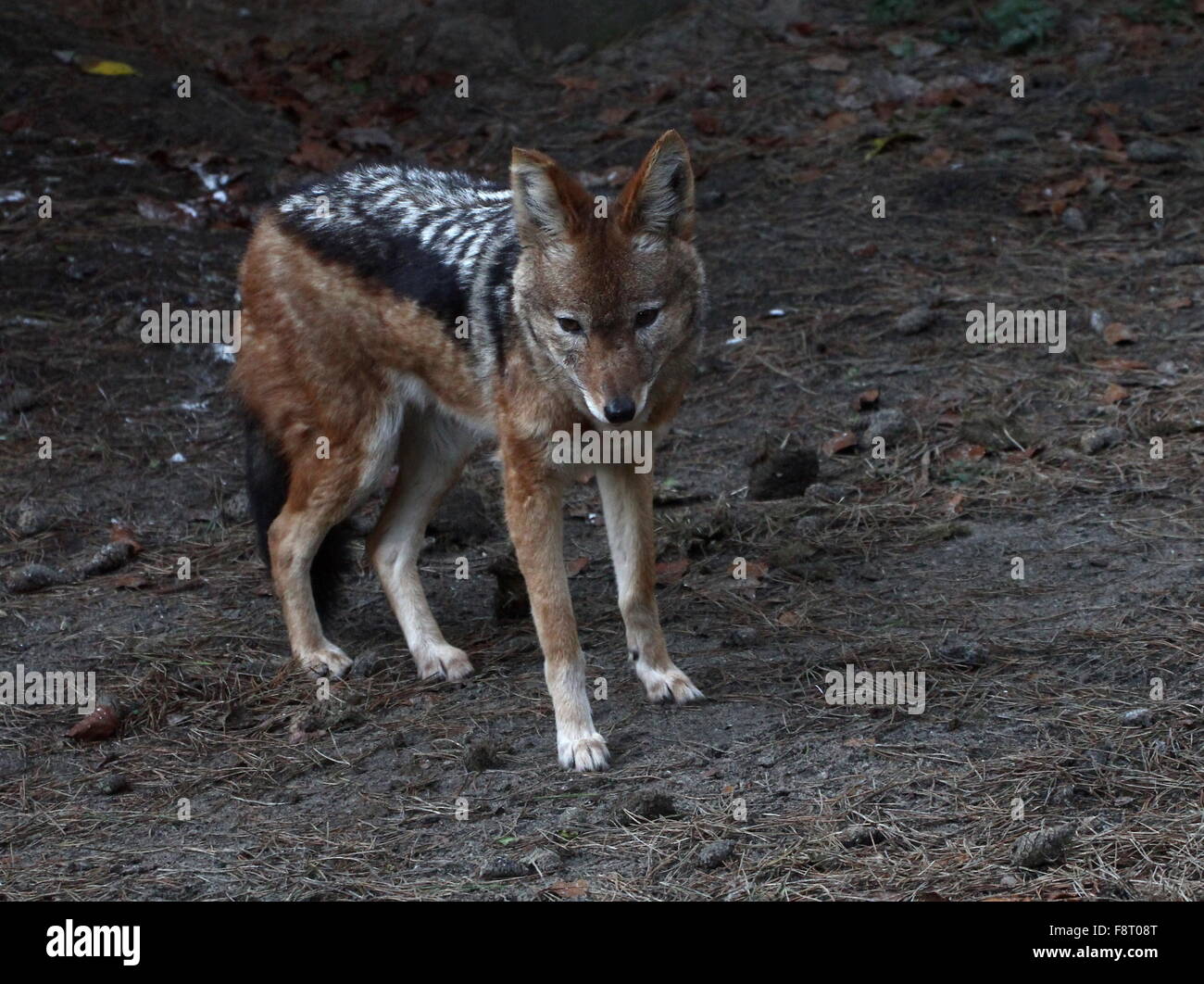 South African Back backed Jackal (Canis mesomelas), a.k.a. Silver ...