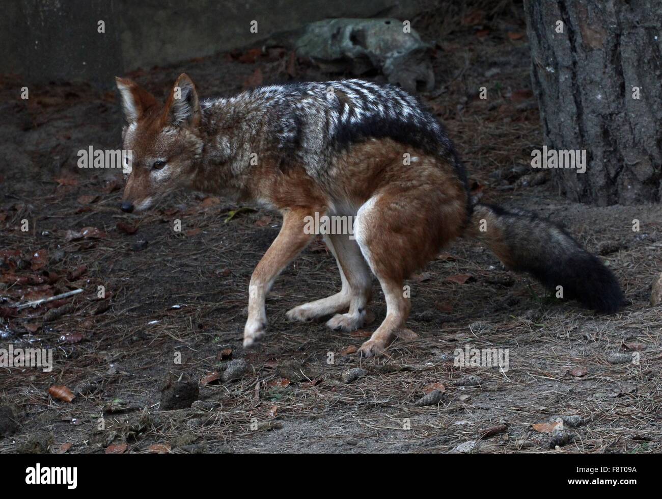 South African Back backed Jackal (Canis mesomelas), a.k.a. Silver ...