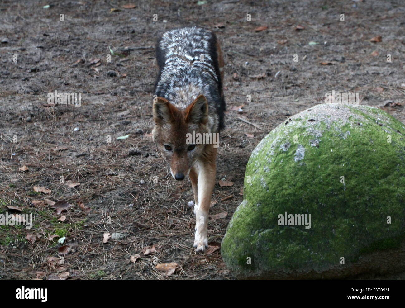 South African Back backed Jackal (Canis mesomelas), a.k.a. Silver ...