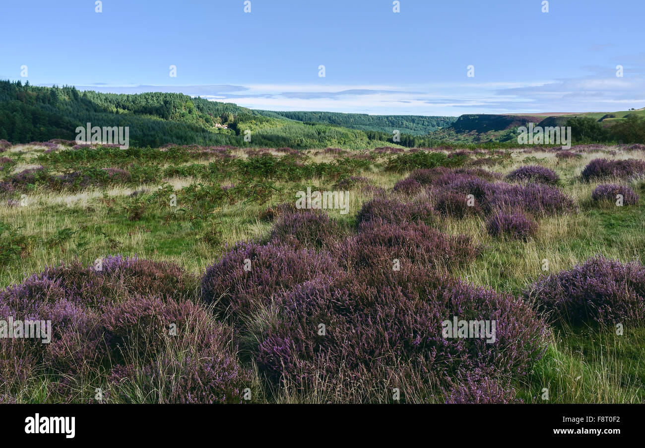 Grassland heath heather hi-res stock photography and images - Alamy
