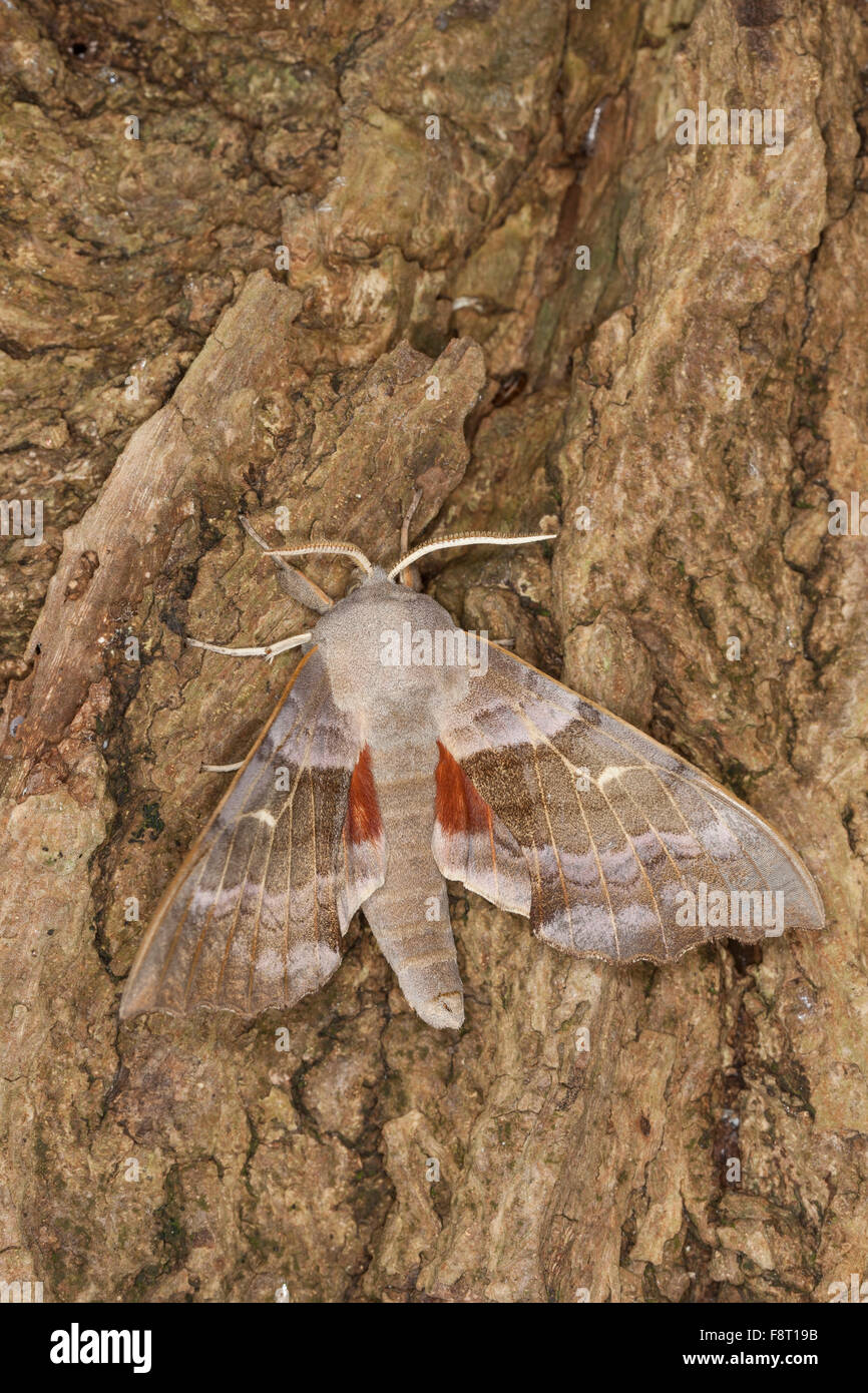 Poplar Hawk-moth, Poplar Hawkmoth, male, Pappelschwärmer, Männchen ...