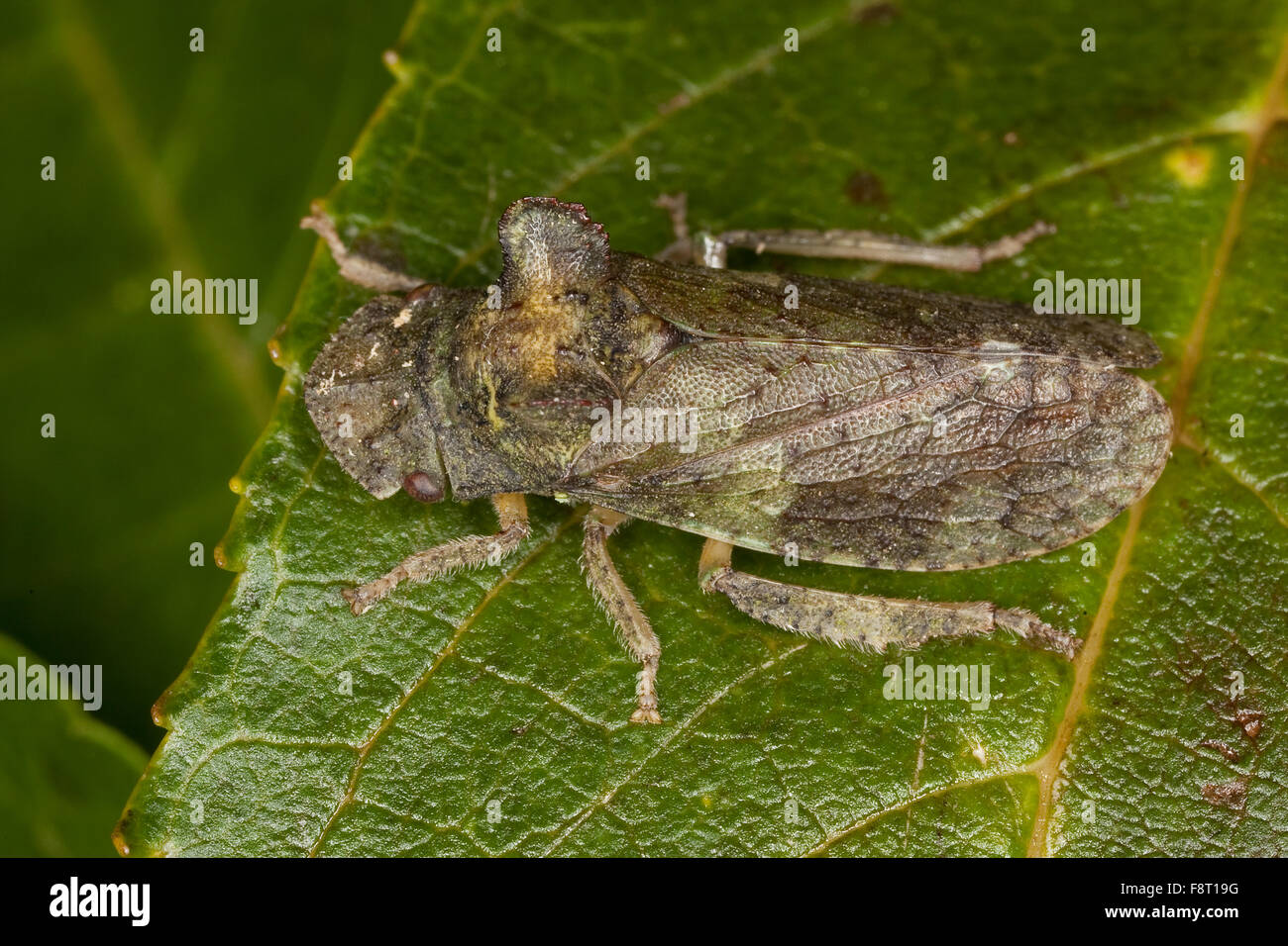 Ear cicada, Echte Ohrenzikade, Ohrzikade, Ohren-Zikade, Ohr-Zikade ...