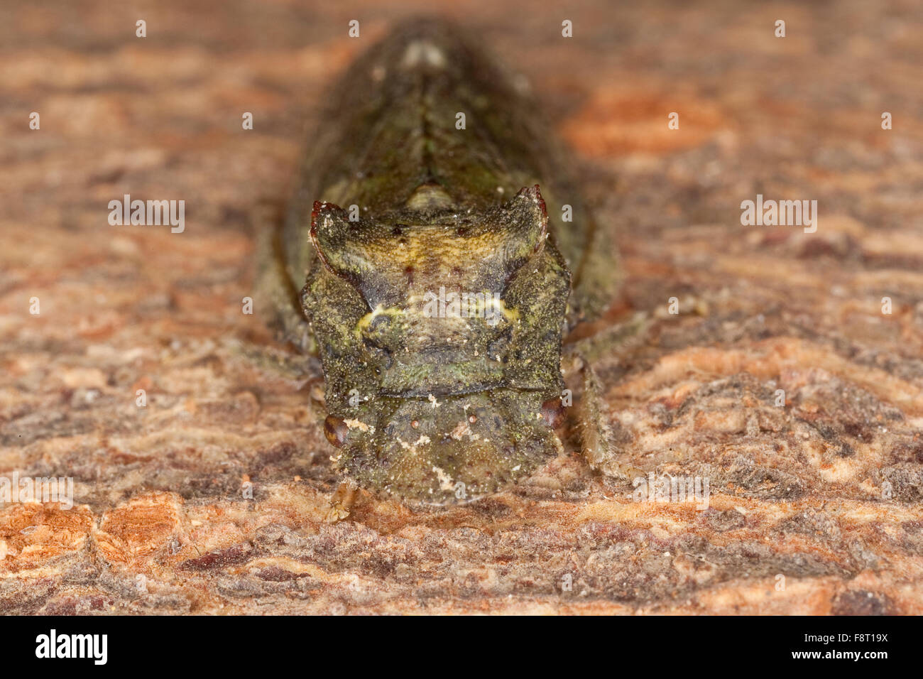 Ear cicada, Echte Ohrenzikade, Ohrzikade, Ohren-Zikade, Ohr-Zikade ...