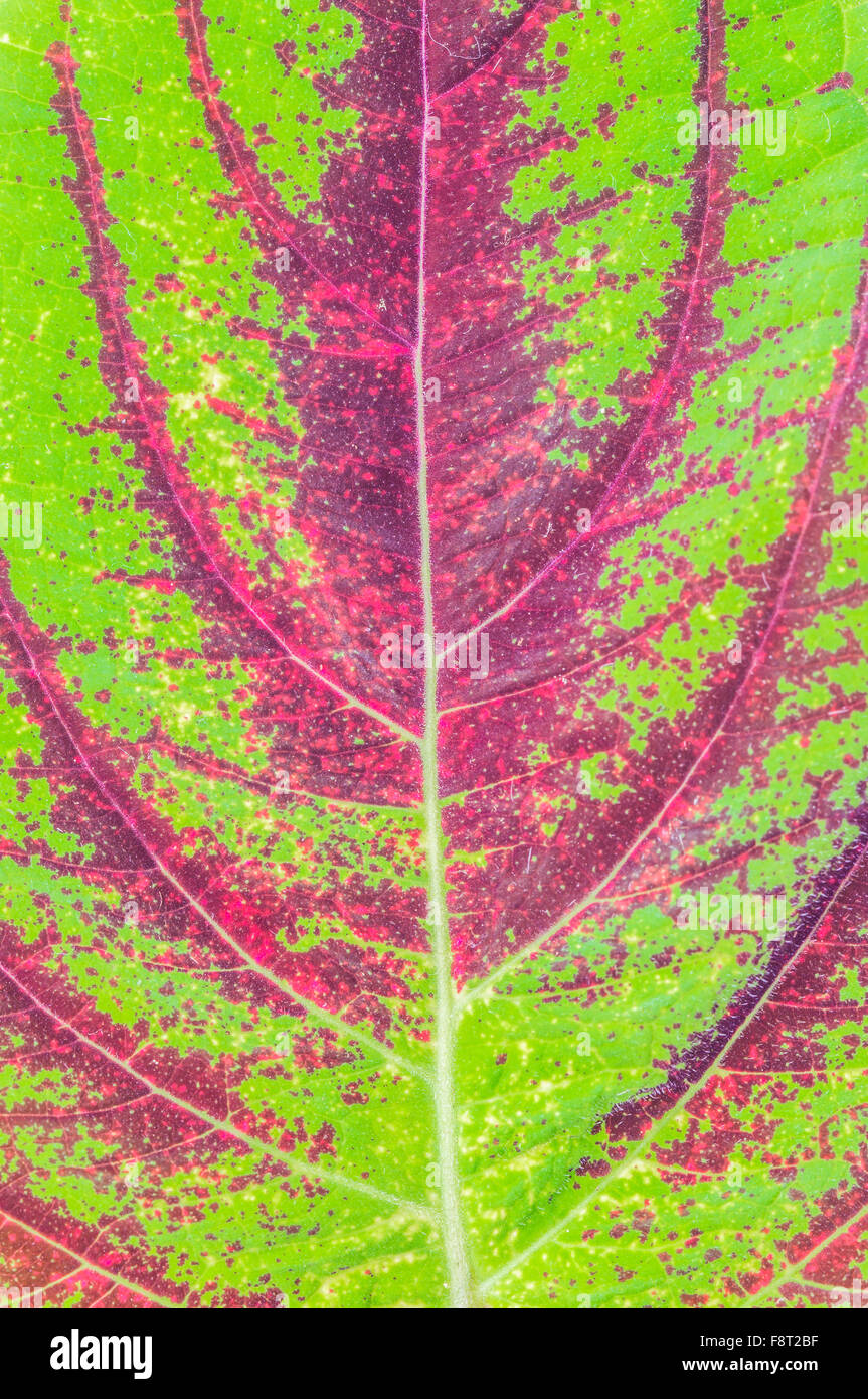 Structure of leaf background Stock Photo - Alamy