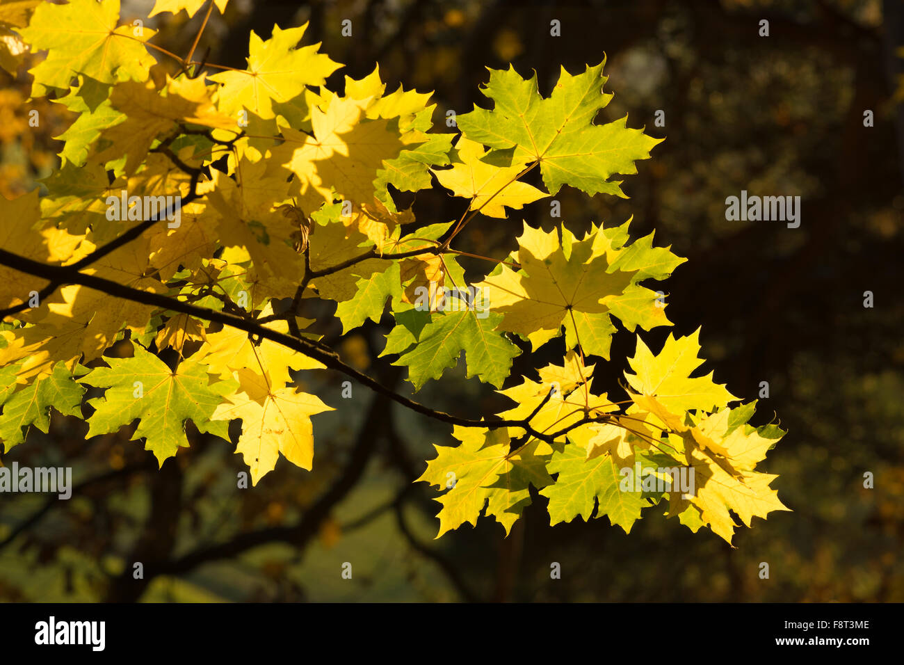 Sycamore leaves hi-res stock photography and images - Alamy