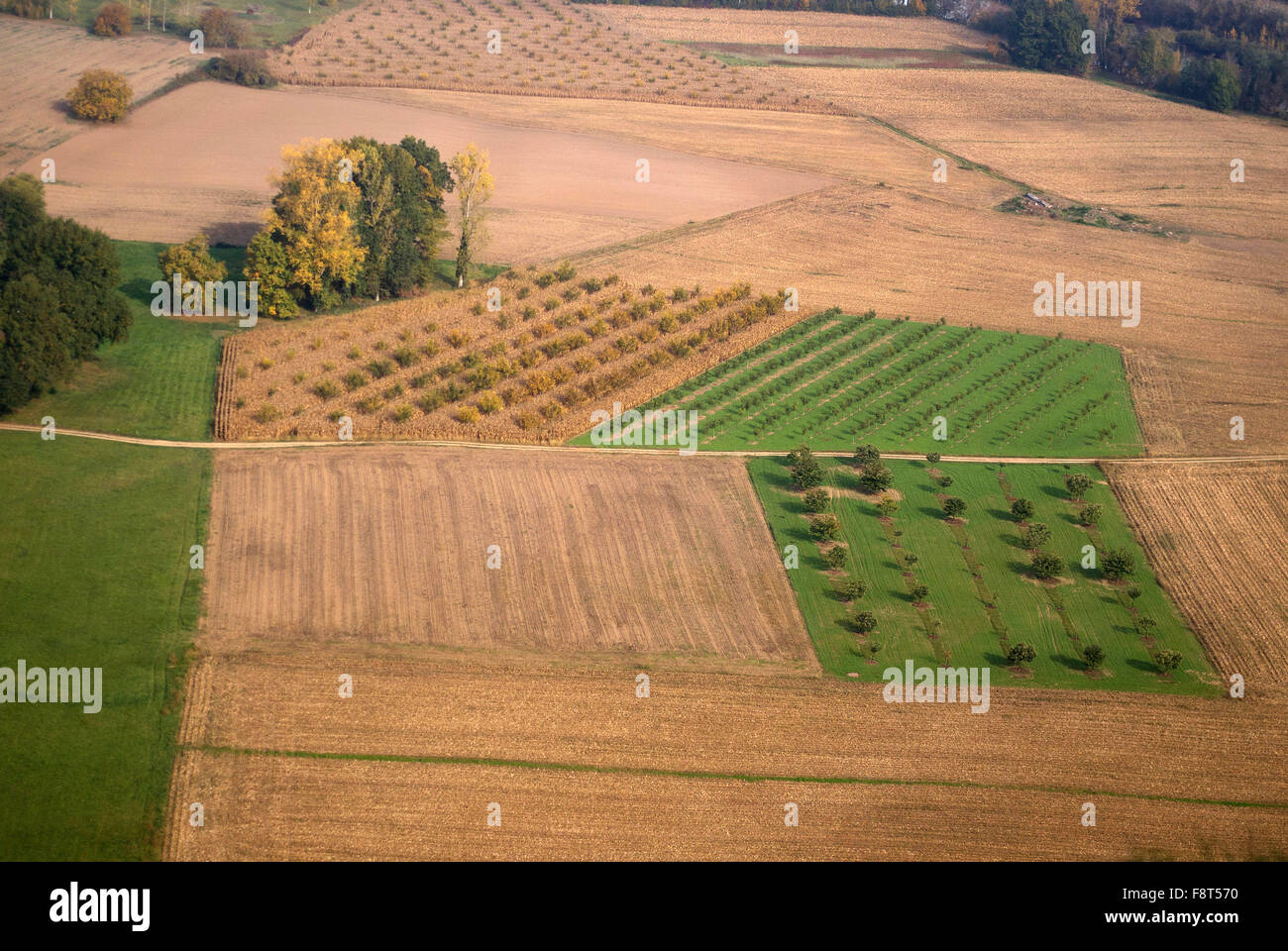 Rows of walnut trees hi-res stock photography and images - Alamy