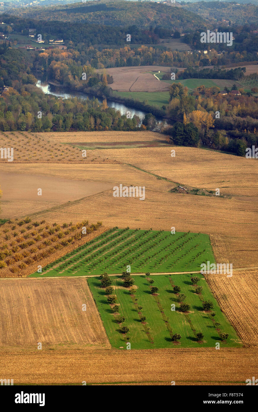 Grove Walnut Trees High Resolution Stock Photography and Images - Alamy