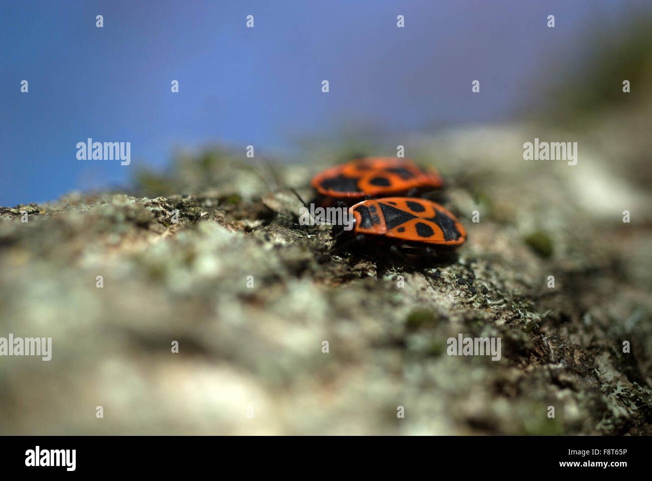 Fire bugs / Gendarme beetles Pyrrhocoris apterus Stock Photo - Alamy